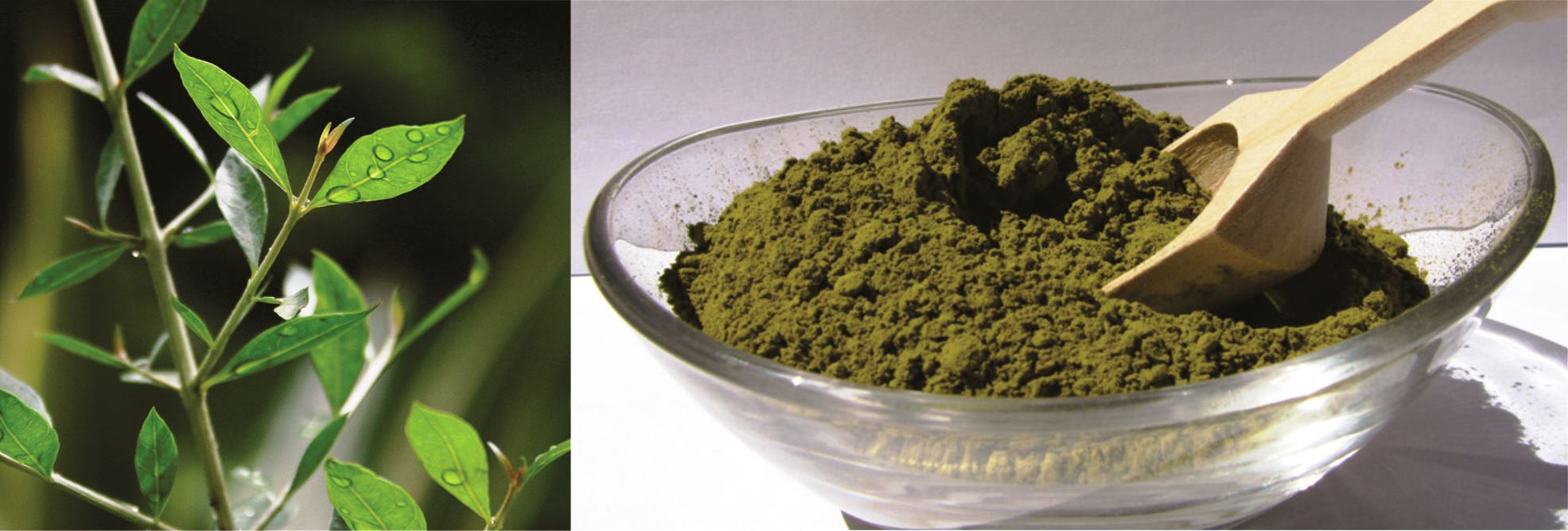 Henna: la planta que le da color a tu melena - Revestida